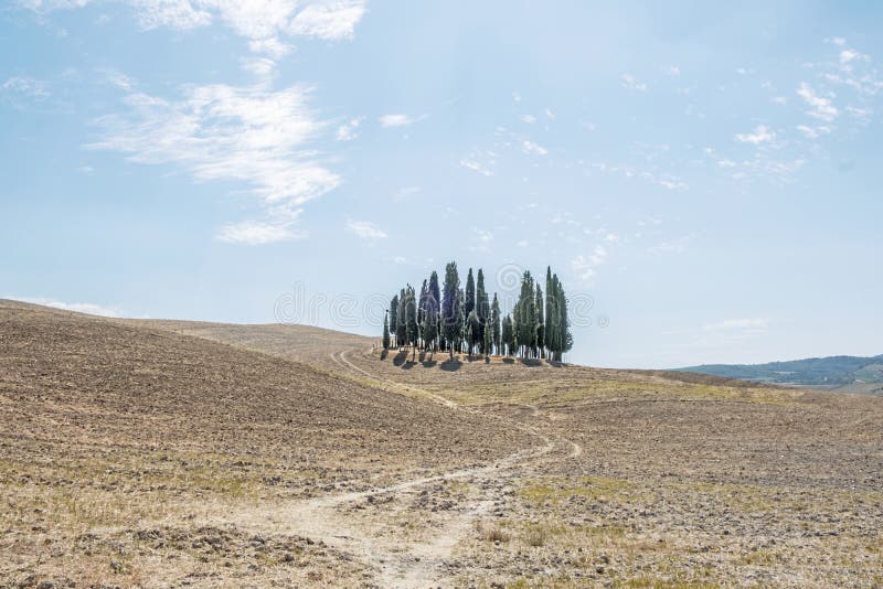 Famous Trees, San Quirico D`Orcia, Italy Stock Image - Image of rural ...