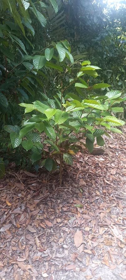 The Famous Ulin Tree in Central Kalimantan Jungle Stock Image - Image ...