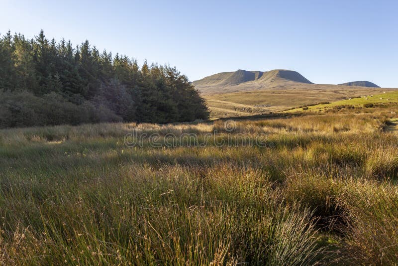Fan Brycheiniog, Brecon Beacons National Park Stock Image - Image of ...