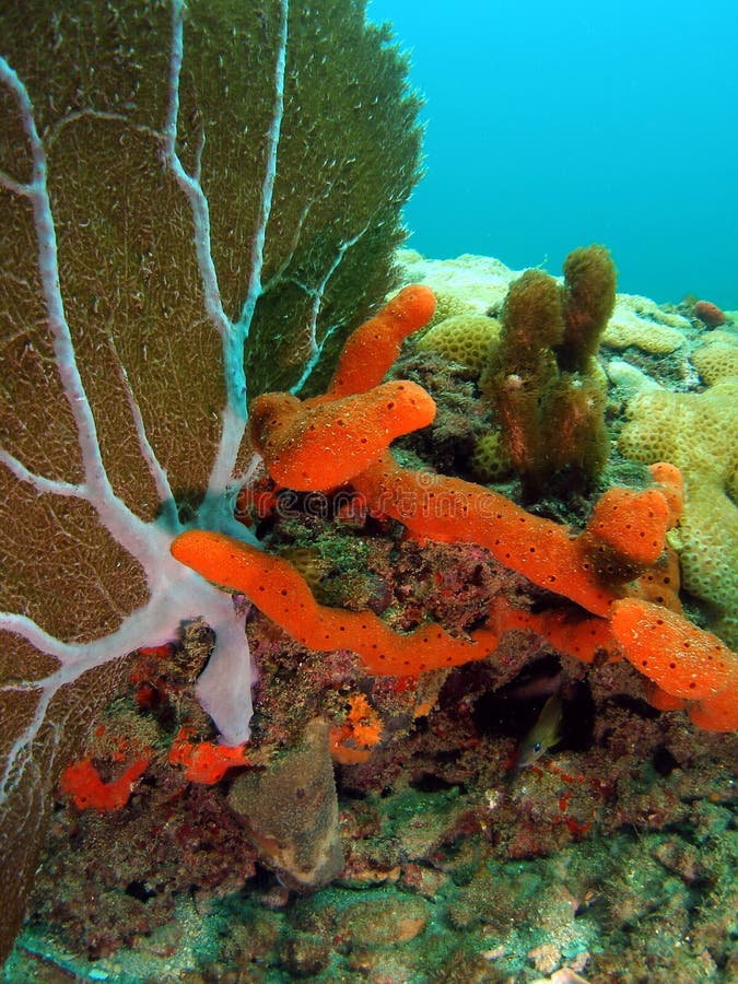 Fan Coral stock photo. Image of marine, underwater, natural - 11114326