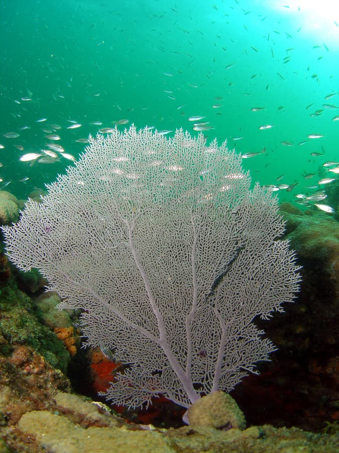 Fan Coral stock photo. Image of scuba, tropical, marine - 14523098