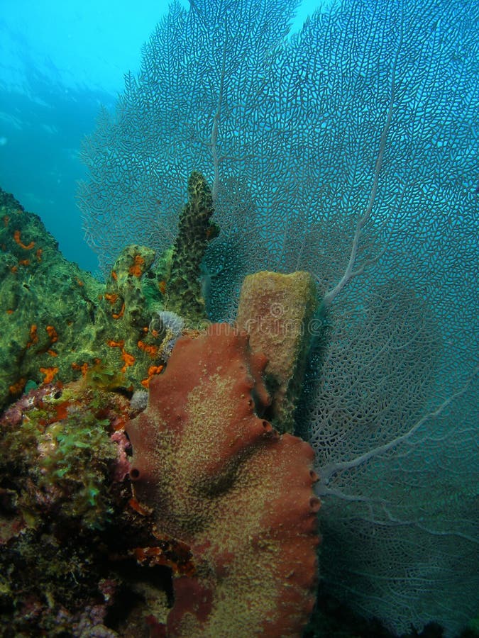 Fan Coral stock photo. Image of ocean, fish, coral, floor - 14796830