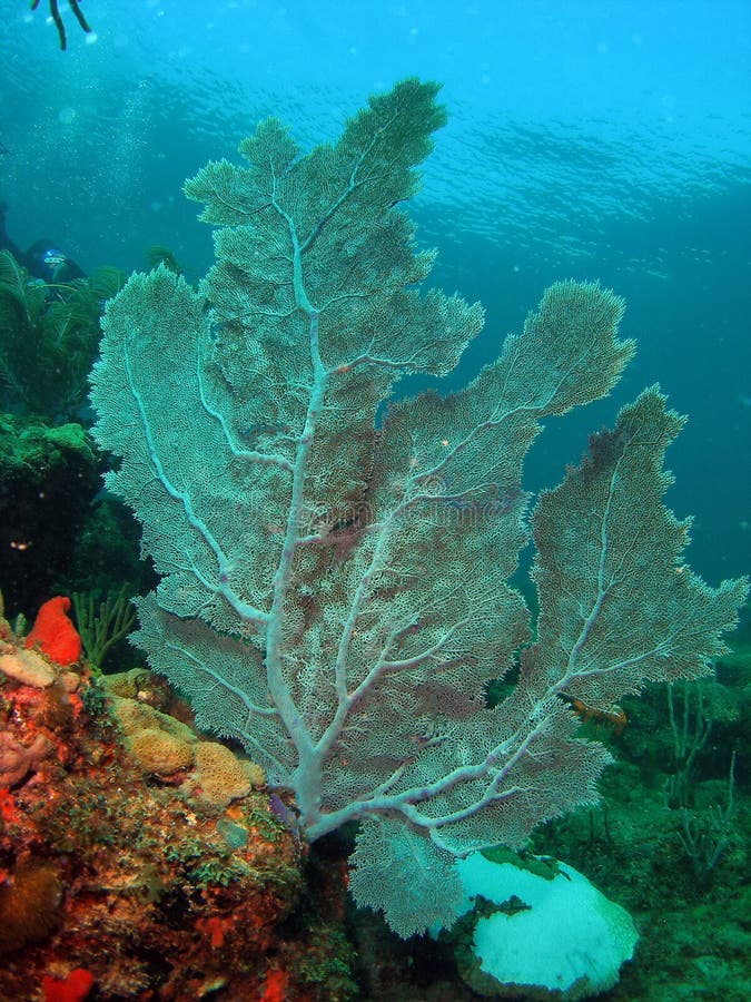 Fan Coral stock photo. Image of ocean, wildlife, beautiful - 15750410
