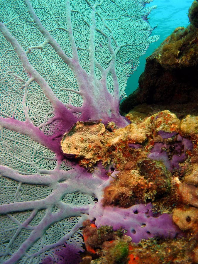 Purple fan coral stock photo. Image of tropical, diver - 10852478