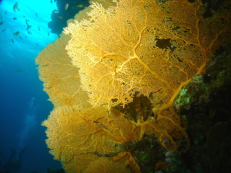 Fan Coral stock image. Image of yellow, surface, reef, seafan - 633353