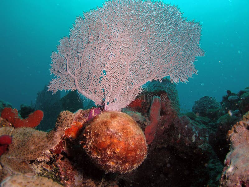 Fan coral stock image. Image of diving, habitat, water - 18140691