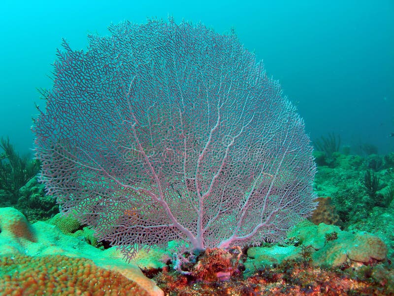 Red Fan Coral stock image. Image of water, ocean, coral - 14860361