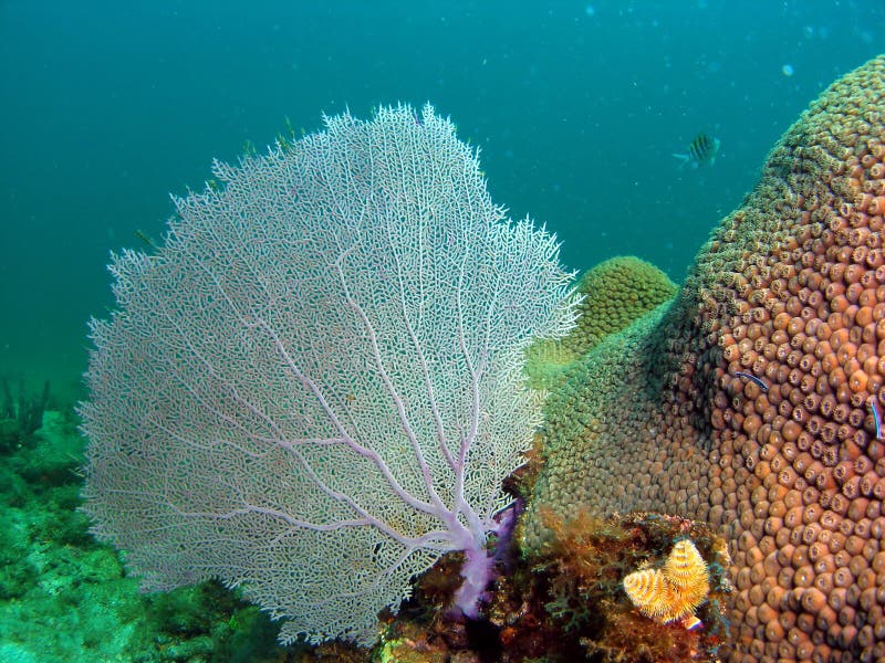 Sea Rod and coral stock photo. Image of deep, natural - 9479312