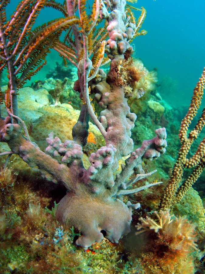 Fan Coral stock image. Image of waters, aquatic, beach - 15479023