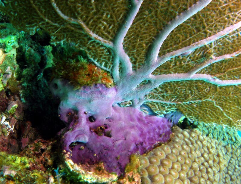 Fan Coral Base stock image. Image of water, marine, mound - 14619495