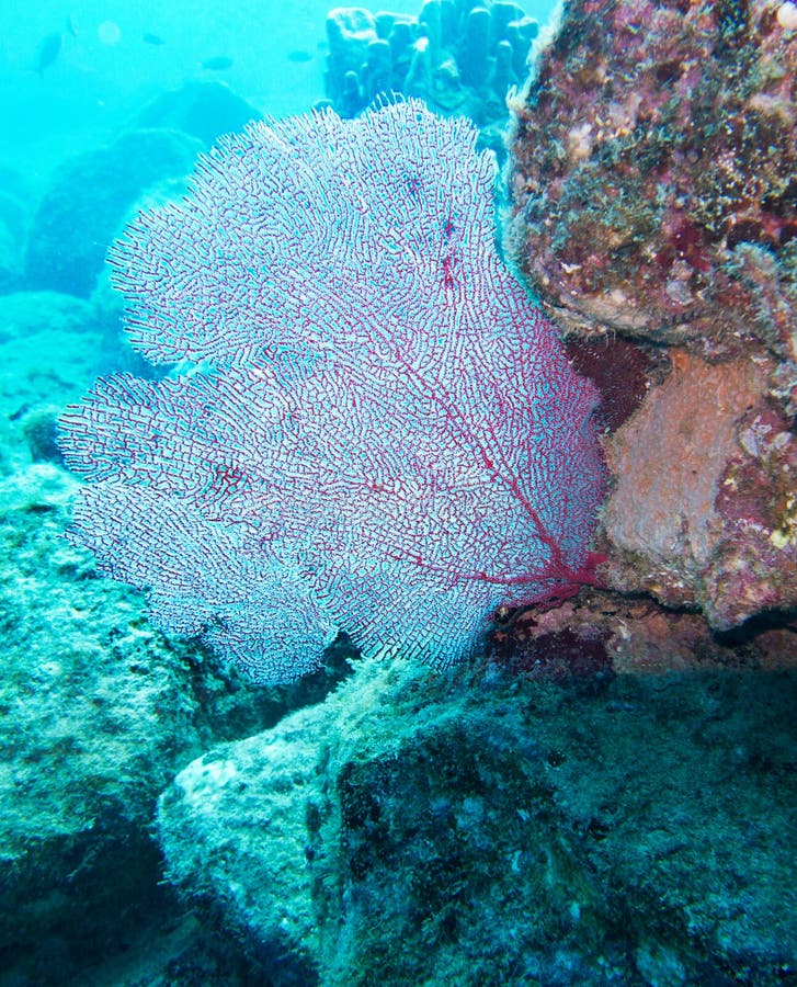 Red Fan Coral stock image. Image of water, ocean, coral - 14860361