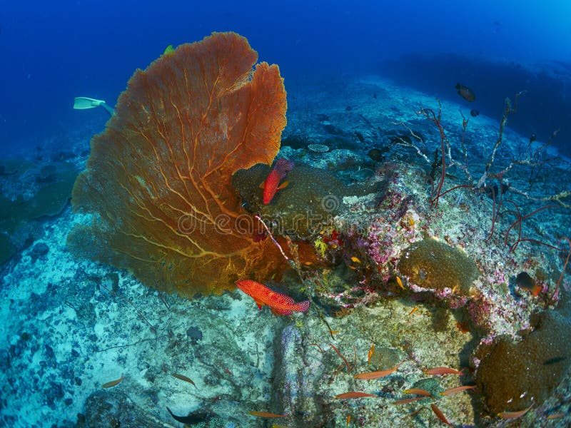 Fan coral stock image. Image of mask, diver, peaceful - 66816191