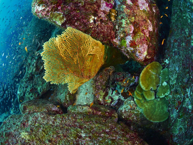 Fan coral stock image. Image of ocean, fins, porite, blue - 66871067