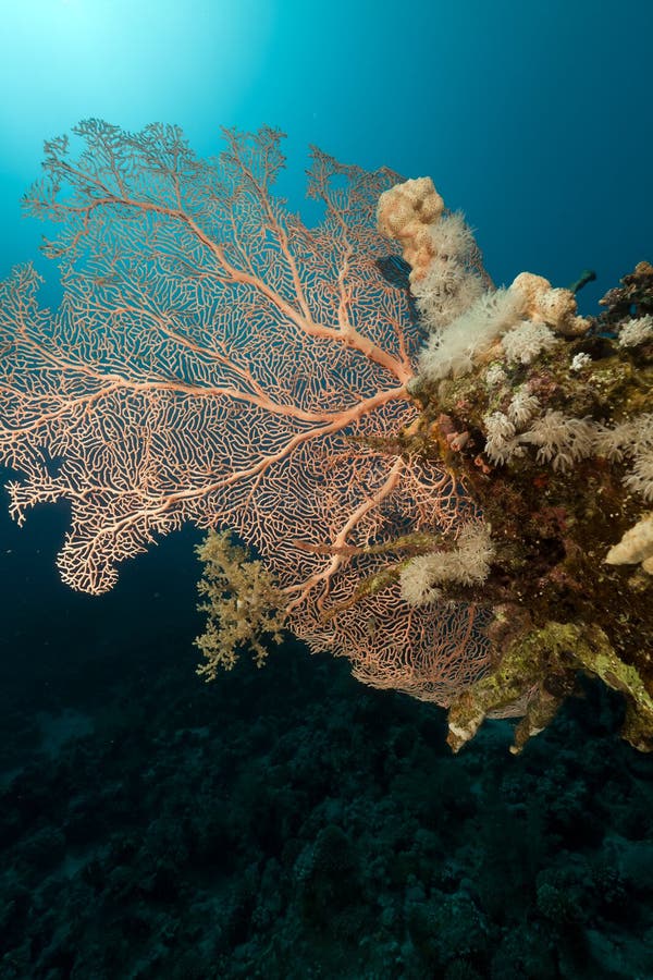 Fan Coral and Fish in the Red Sea. Stock Image - Image of gorgonian ...