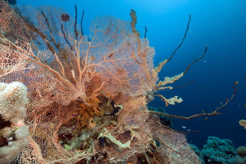 Fan Coral and Fish in the Red Sea. Stock Image - Image of school ...
