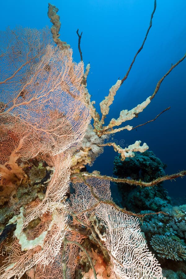 Fan Coral and Fish in the Red Sea. Stock Photo - Image of ecosystem ...
