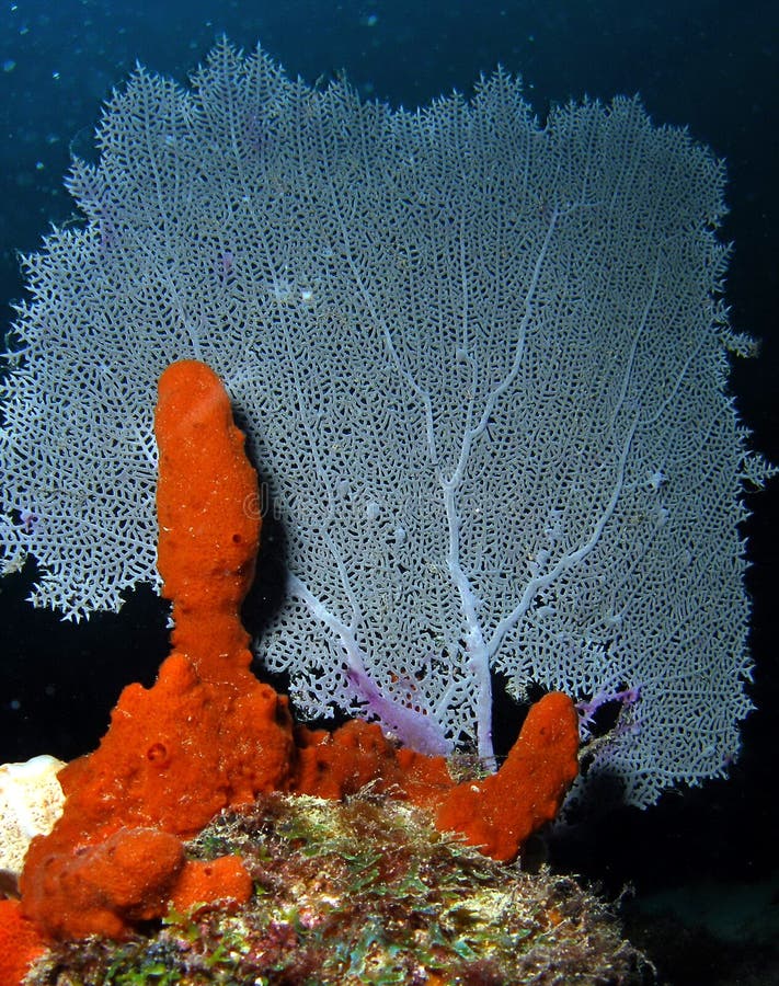 Fan Coral at Night stock image. Image of night, orange - 10838233