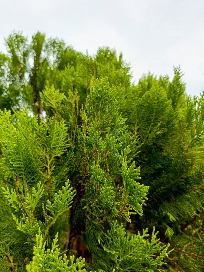 Fan Cypress Plants Growing in the Garden Stock Photo - Image of plants ...