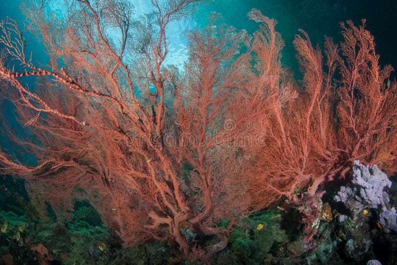 Fan De Mar Enorme En Raja Ampat Foto de archivo - Imagen de paisaje ...