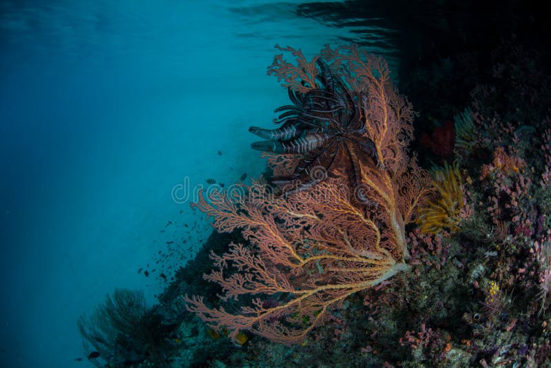 Fan De Mar Hermosa En Raja Ampat Imagen de archivo - Imagen de isla ...