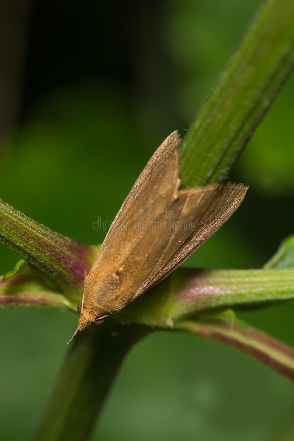 Fan foot moth. stock photo. Image of foot, insects, moths - 42386736