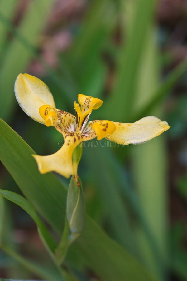 Fan Iris Flower or Walking Iris Stock Image - Image of park, botany ...