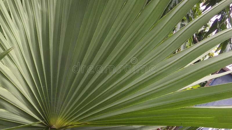 Palmyra Palm (Borassus Flabellifer Linn.) Palmae Jaggery Or Sugar From ...