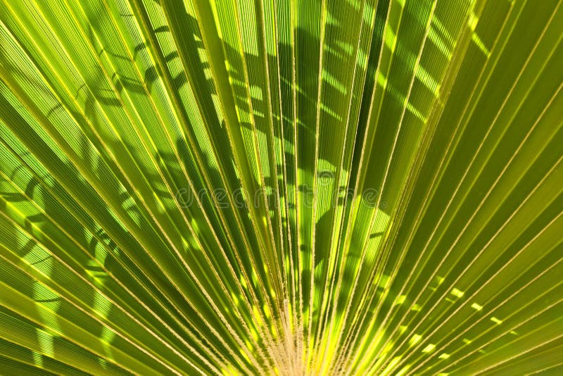 Palm Tree Fan stock photo. Image of island, pattern, palm - 30091842