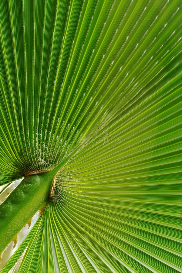 Fan-like Palm Leaf stock photo. Image of palm, vein, selective - 16535612
