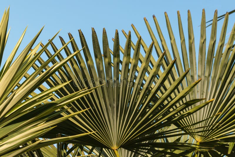 Fan-like palm tree leaves stock image. Image of green - 60035477
