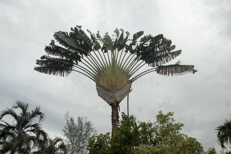 Banana Fan Tree Stock Photos - Download 329 Royalty Free Photos