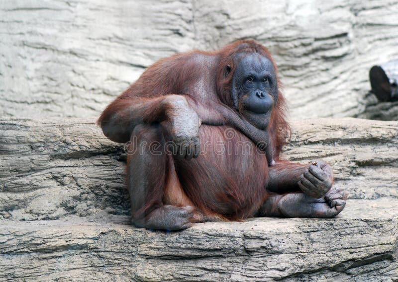 Fan monkey pose stock photo. Image of female, anthropoid - 20803480