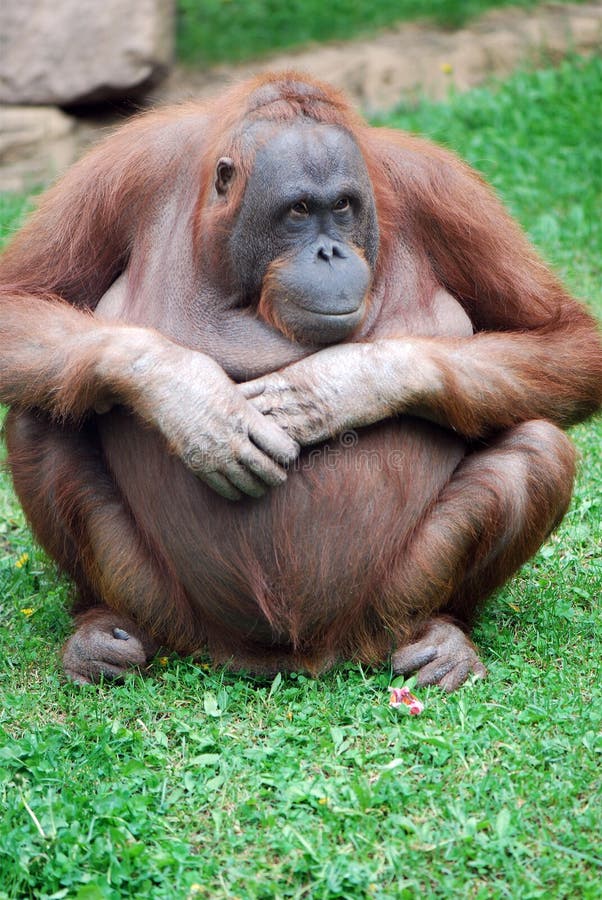 Fan monkey pose stock photo. Image of captured, biped - 20803526