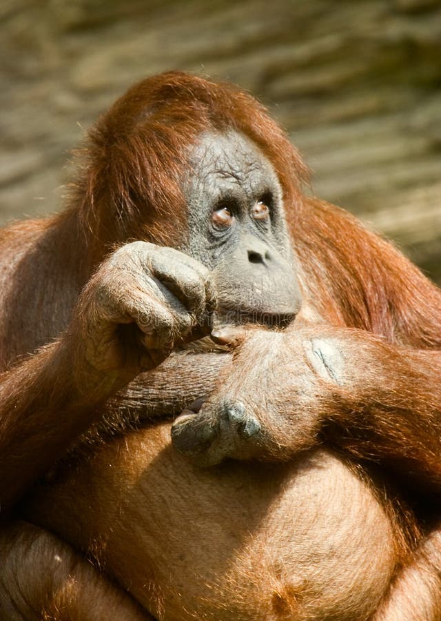 Fan monkey pose stock image. Image of portrait, think - 2470475