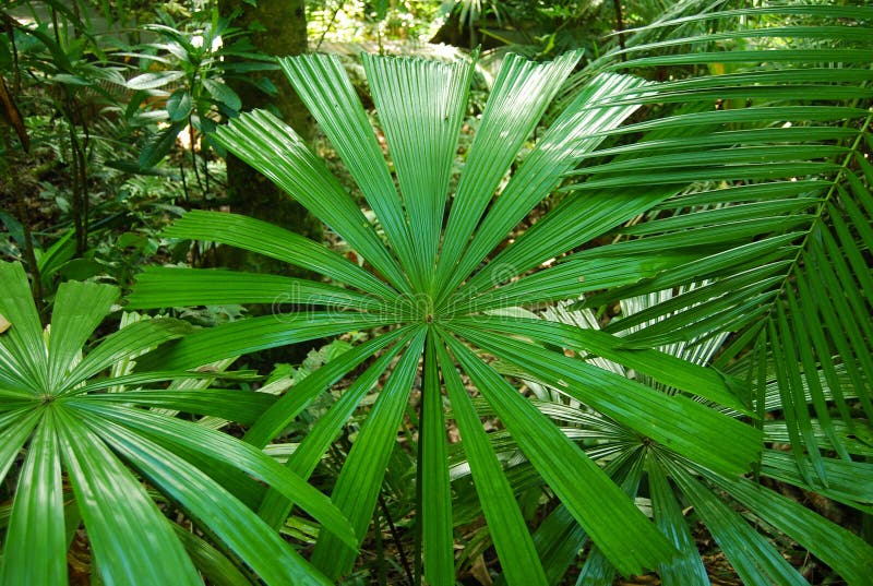 Fan Palm stock image. Image of leaf, flat, pleats, ecosystem - 11702151