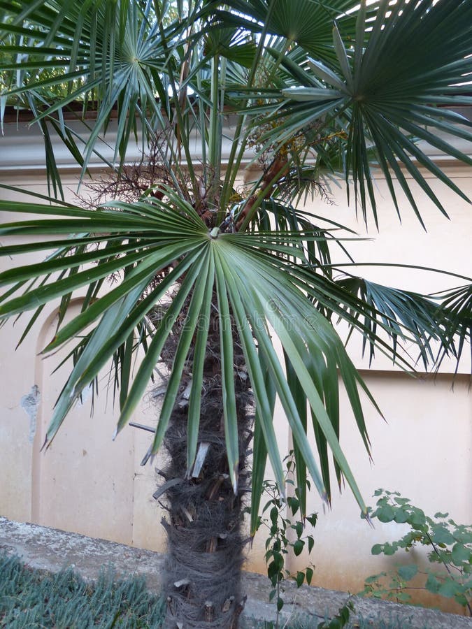 Fan Palm is a Common Name for Various Types of Palm Trees Whose Fan ...
