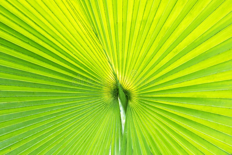 148 Pleated Palm Stock Photos - Free & Royalty-Free Stock Photos from ...