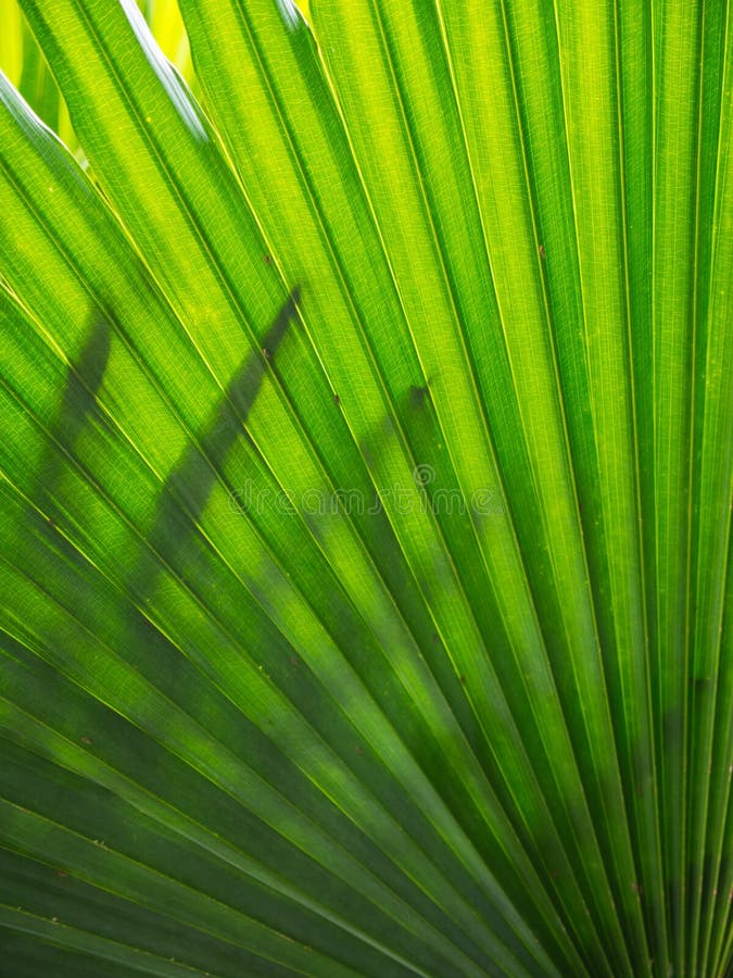 Fan Palm leaf stock photo. Image of lines, nature, fresh - 83270570