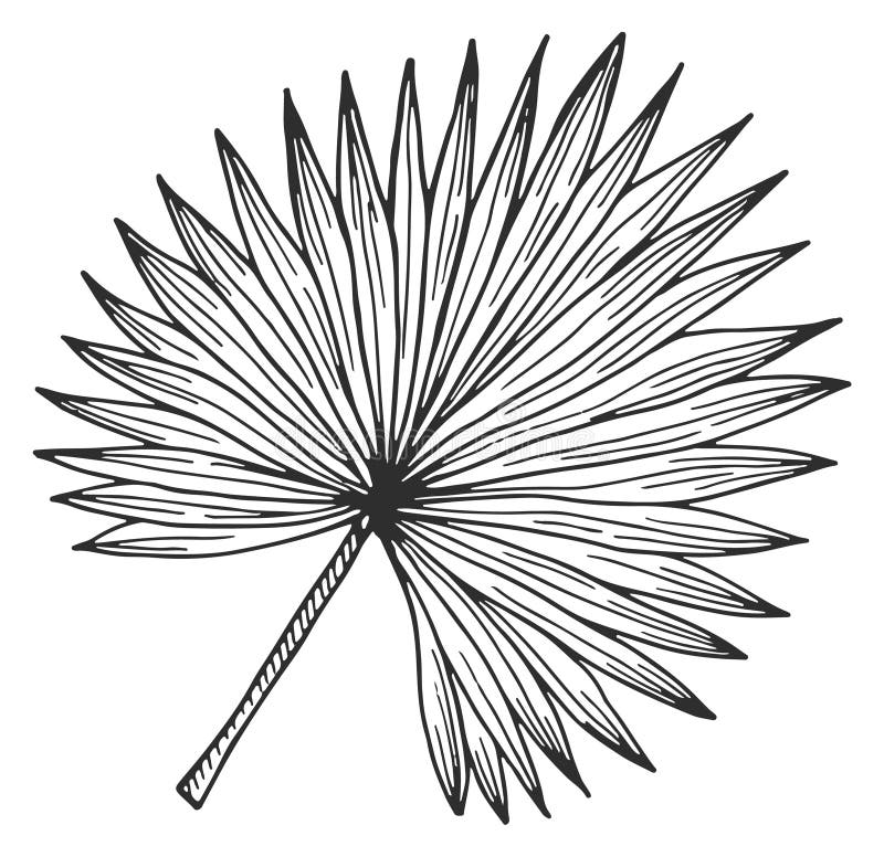 Fan Palm Drawing Stock Illustrations – 1,099 Fan Palm Drawing Stock ...