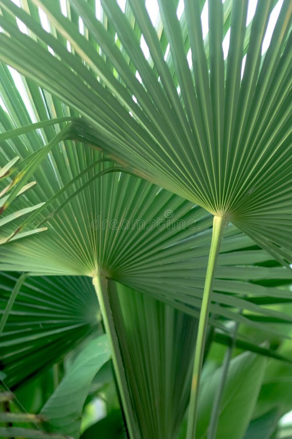 Fan Palm Leaves stock photo. Image of object, organic - 43743986