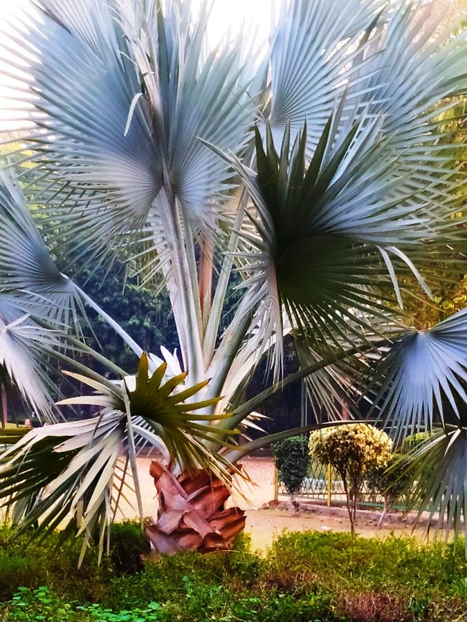 Fan palm tree stock photo. Image of palmtree, bush, humid - 209796108