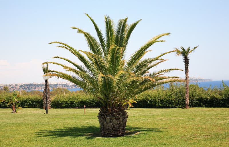 Fan palm tree stock image. Image of exotic, nature, plant - 9974713