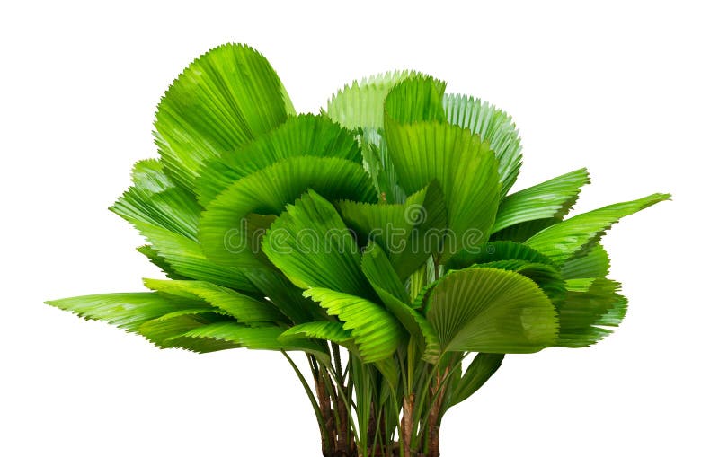 86+ Fan palm tree Free Stock Photos - StockFreeImages