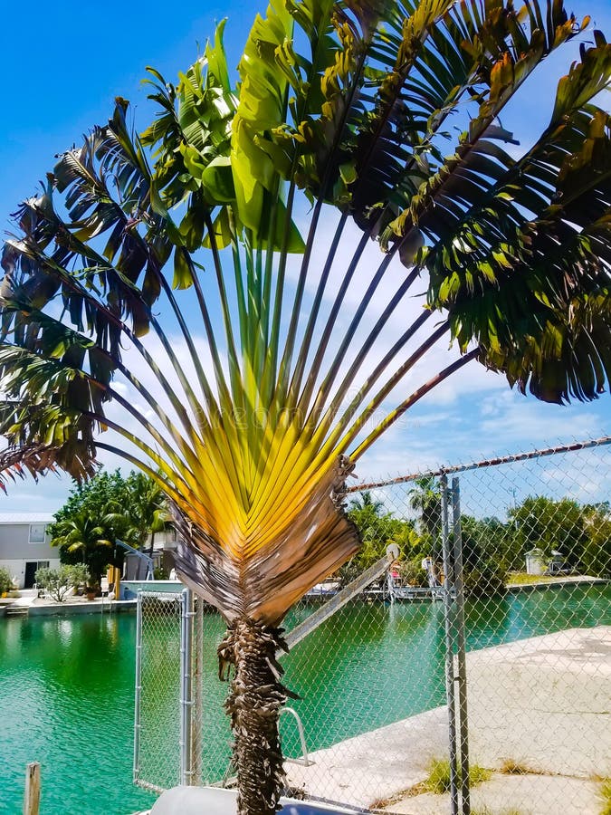 Fan Palm Tree stock photo. Image of tropics, palm, tree - 144882502