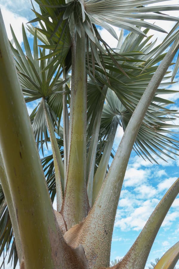 Fan Palm Tree stock photo. Image of full, nature, frond - 208558178