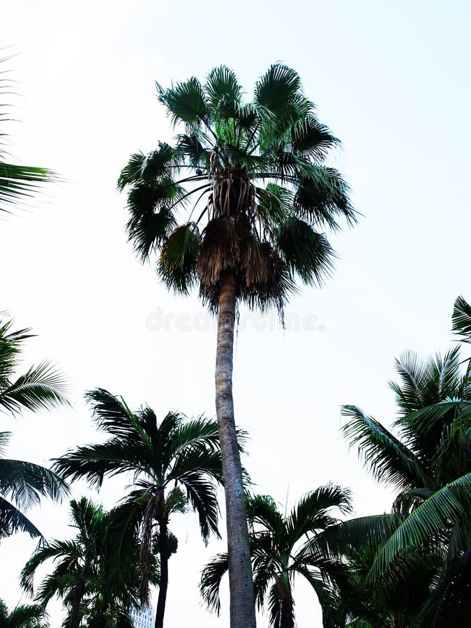 Fan palms stock photo. Image of leaves, stem, fountain - 56964004