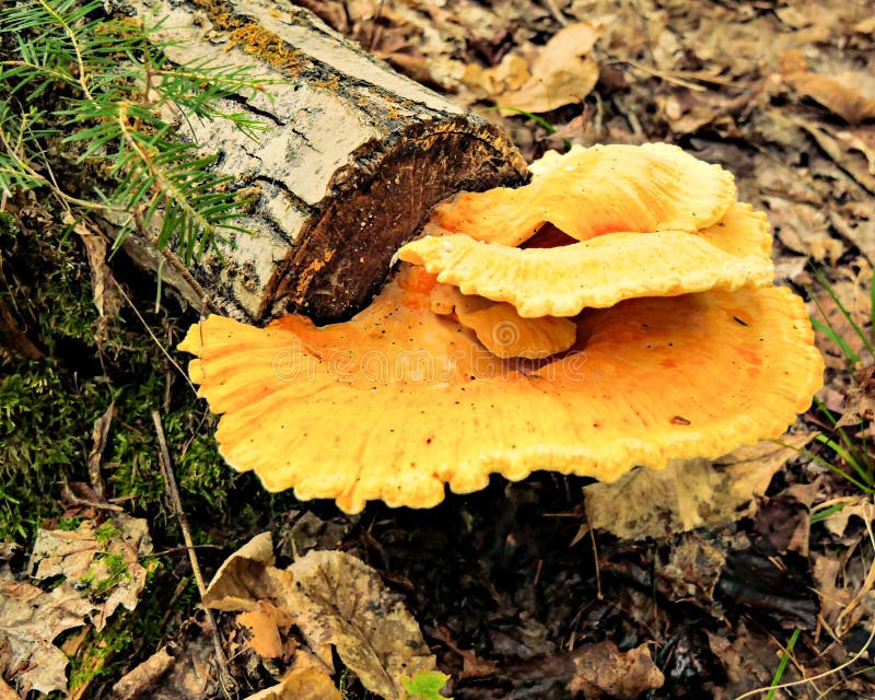 Fan shape mushrooms stock photo. Image of woodland, forest - 372803244