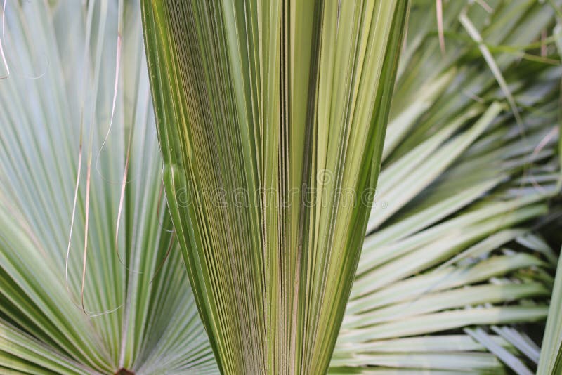 Fan Shape Palm Leaf stock image. Image of growing, effect - 188818173