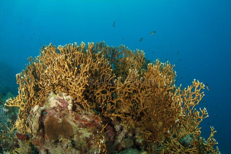 Fan Shaped Algae Stock Photos - Free & Royalty-Free Stock Photos from ...