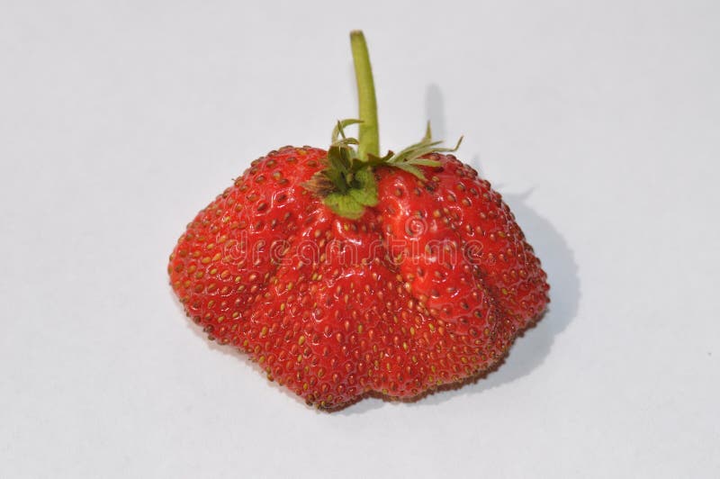 Fan shaped Strawberry stock image. Image of unusual, food - 56470679
